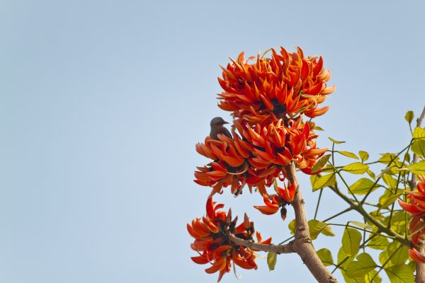Butea Superba in 2026: Red Kwao Krua for Testosterone & Breast Health